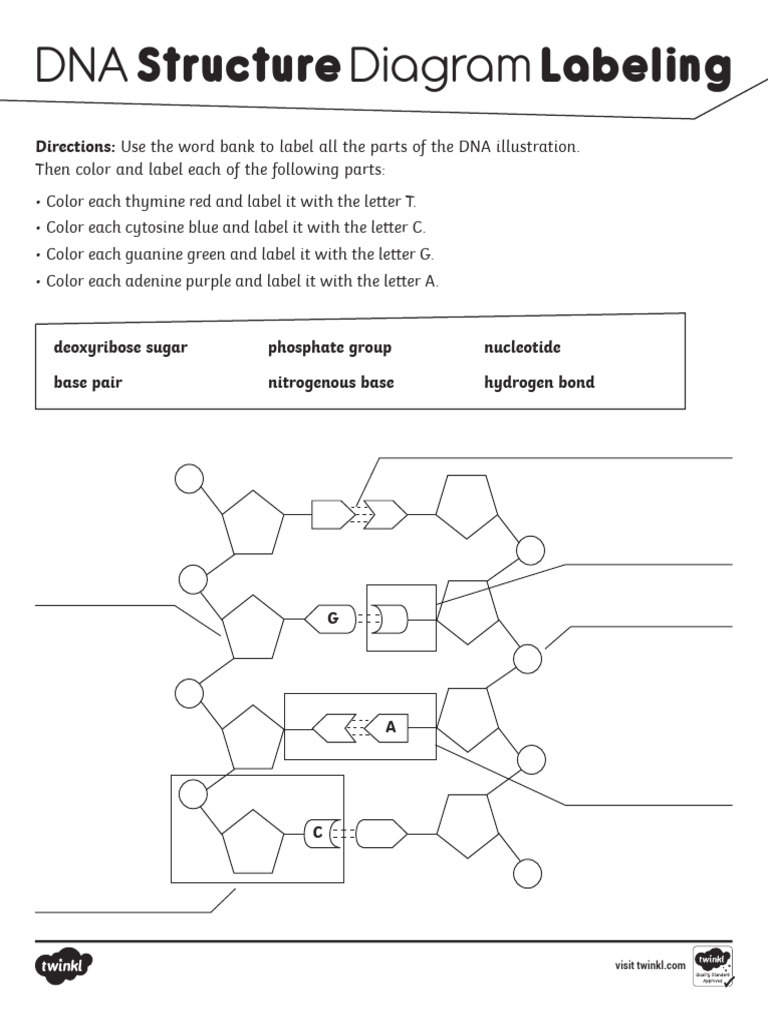 DNA Structure Labeling Activity | PDF