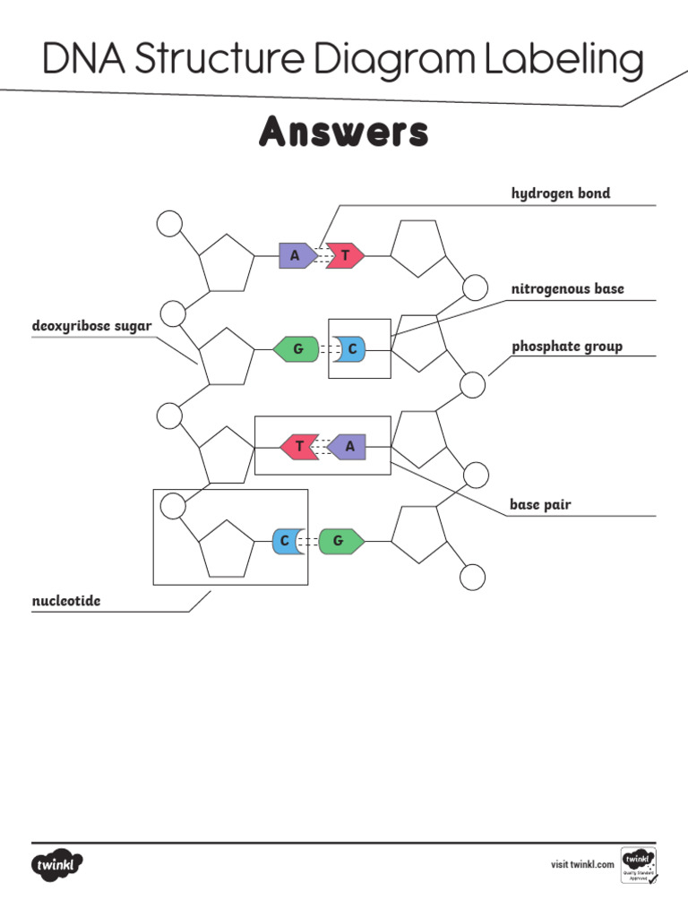 DNA Structure Labeling Answers | PDF