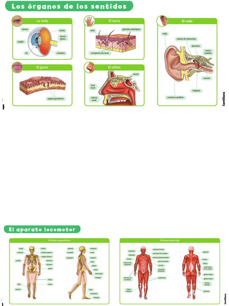 Órganos y Sistemas del Cuerpo Humano | PDF | Abdomen | Pulmón