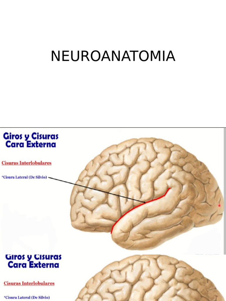 Neuroanatomia Tema 1 | PDF