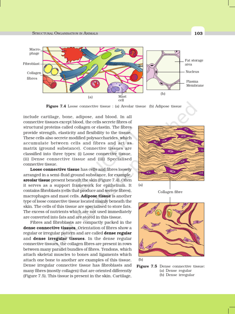 ch7-1 | PDF | Connective Tissue | Muscle