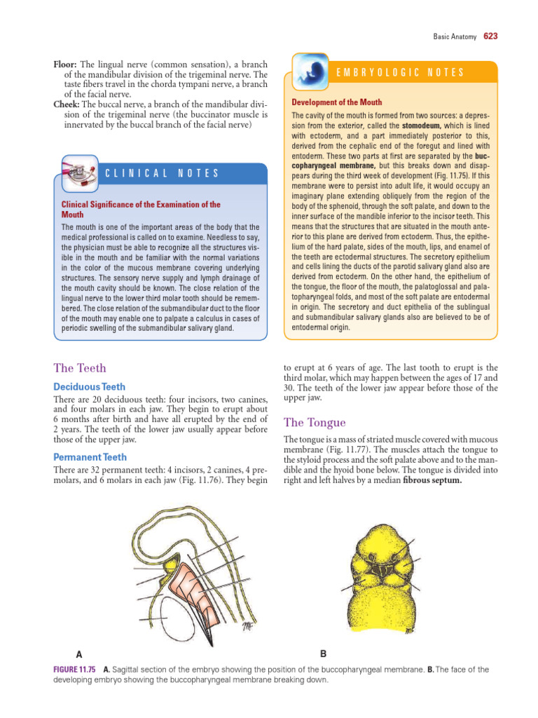 Tongue & Soft Palate - Snell's Text Book | PDF | Tongue | Human Anatomy