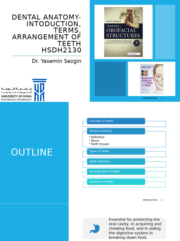 Introduction Terms Arrangement of Teeth | PDF | Dental Anatomy | Tooth