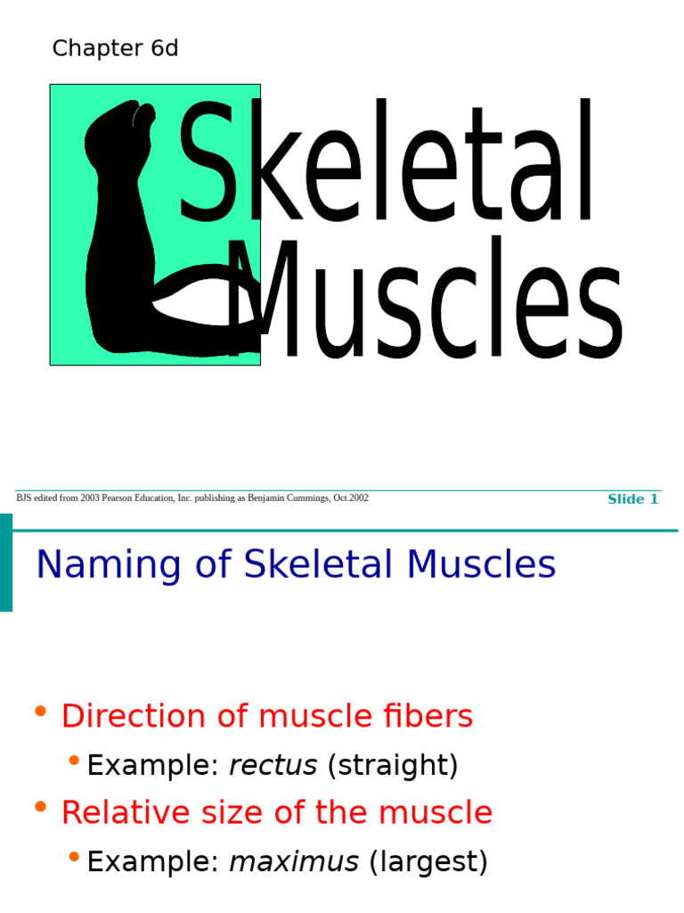 Criteria for Naming Skeletal Muscles | PDF
