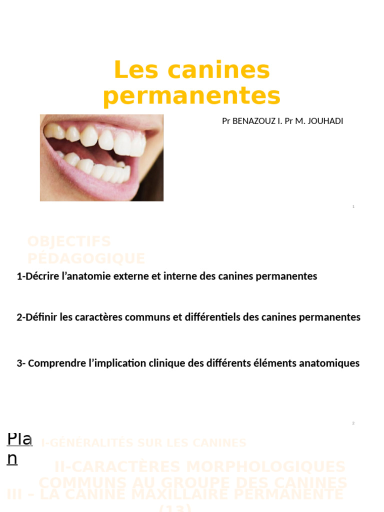 Anatomie des Canines Permanentes | PDF | Dent | Dent humaine