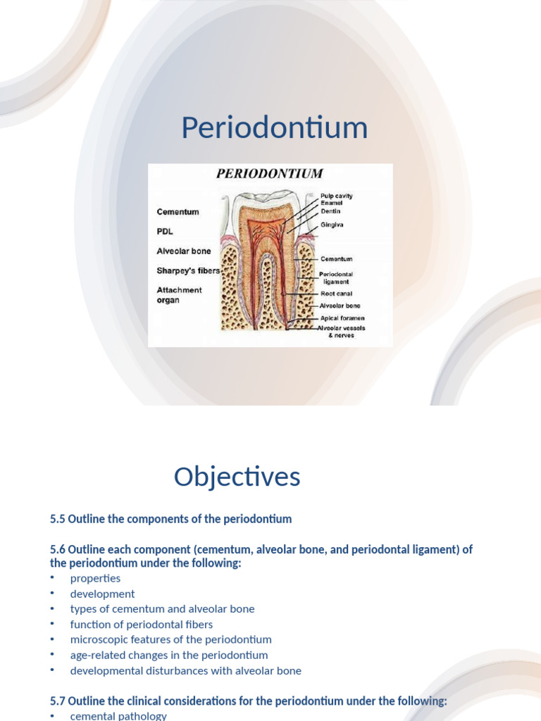 Understanding the Periodontium Components | PDF | Human Tooth ...