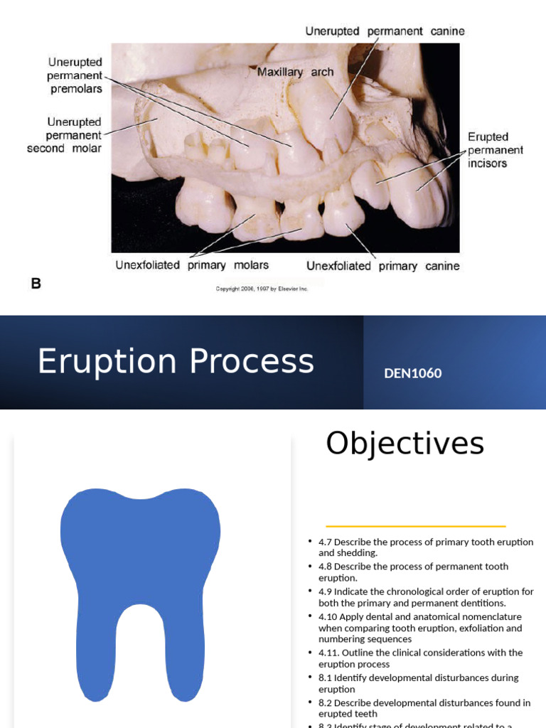 Tooth Eruption and Shedding Process | PDF | Dental Anatomy | Human Tooth