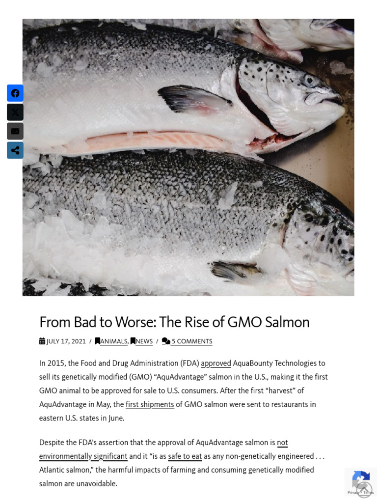 GMO AquAdvantage Salmon Overview | PDF | Genetically Modified Organism