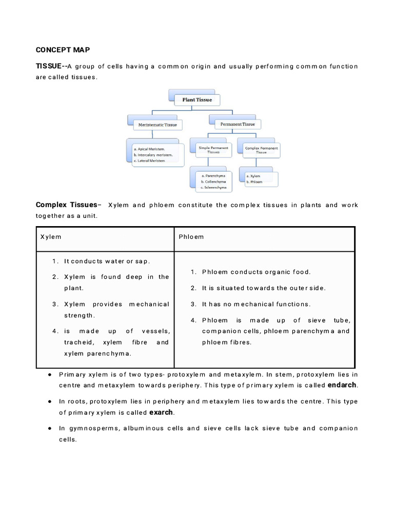 Concept Map of Plant Tissues | PDF | Plant Stem | Botany