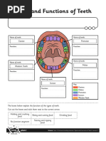 Teeth Labelling Guide and Answers | PDF