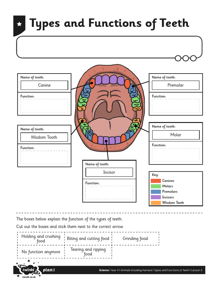 Understanding Types of Teeth Functions | PDF