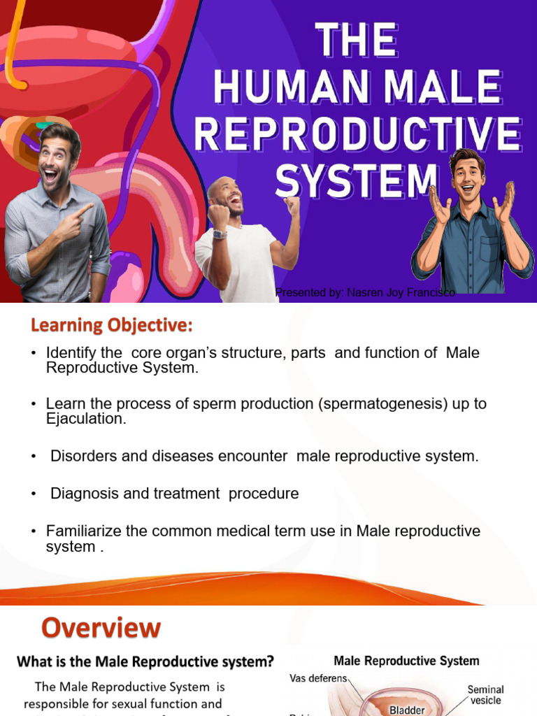 Male Reproductive System Overview | PDF | Testicle | Prostate