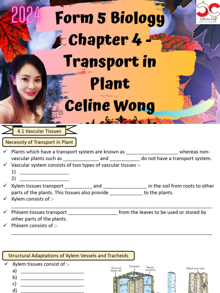 Chapter 4 - Transport in Plant | PDF | Tissue (Biology) | Plant Stem