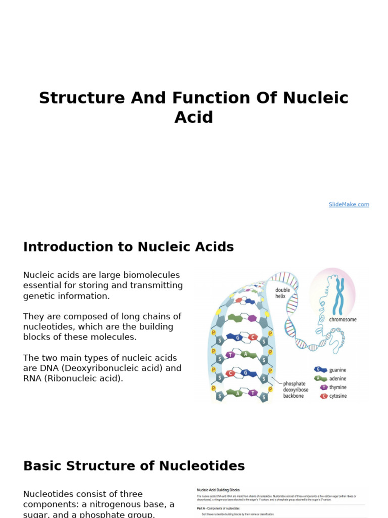 Structure and Function of Nucleic Acid | PDF | Nucleic Acids | Rna