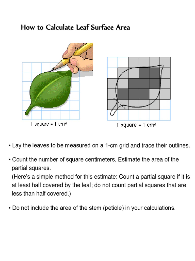 How To Calculate Leaf Surface Area | PDF | Starch | Banana
