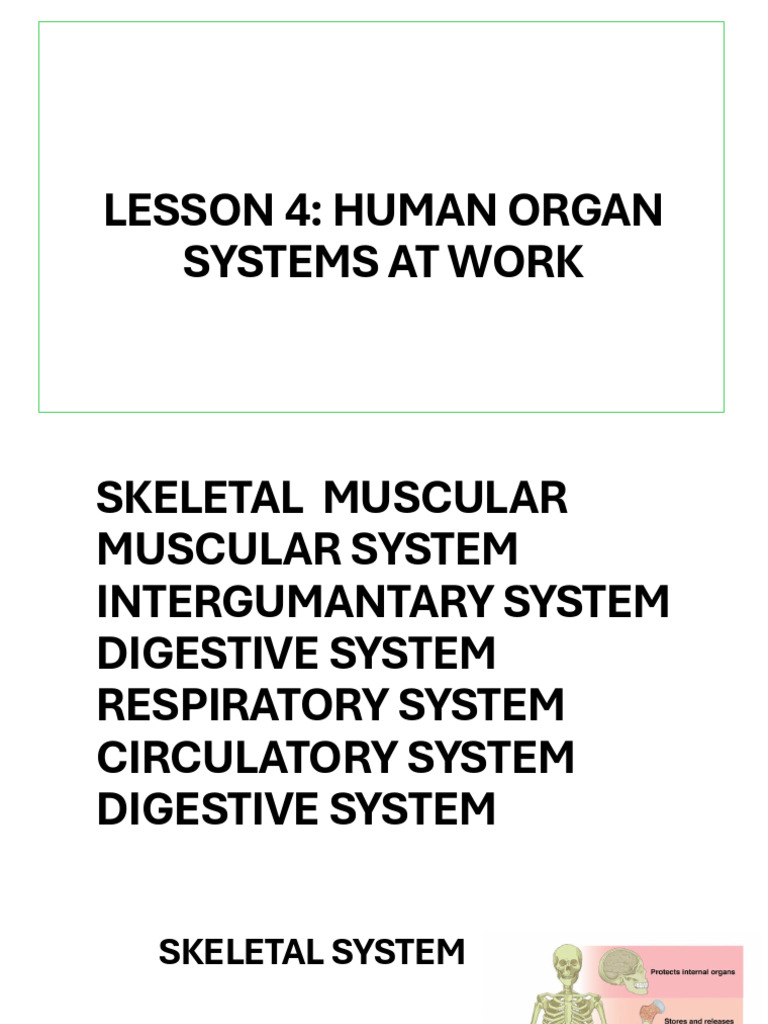 Human Organ Systems Overview | PDF