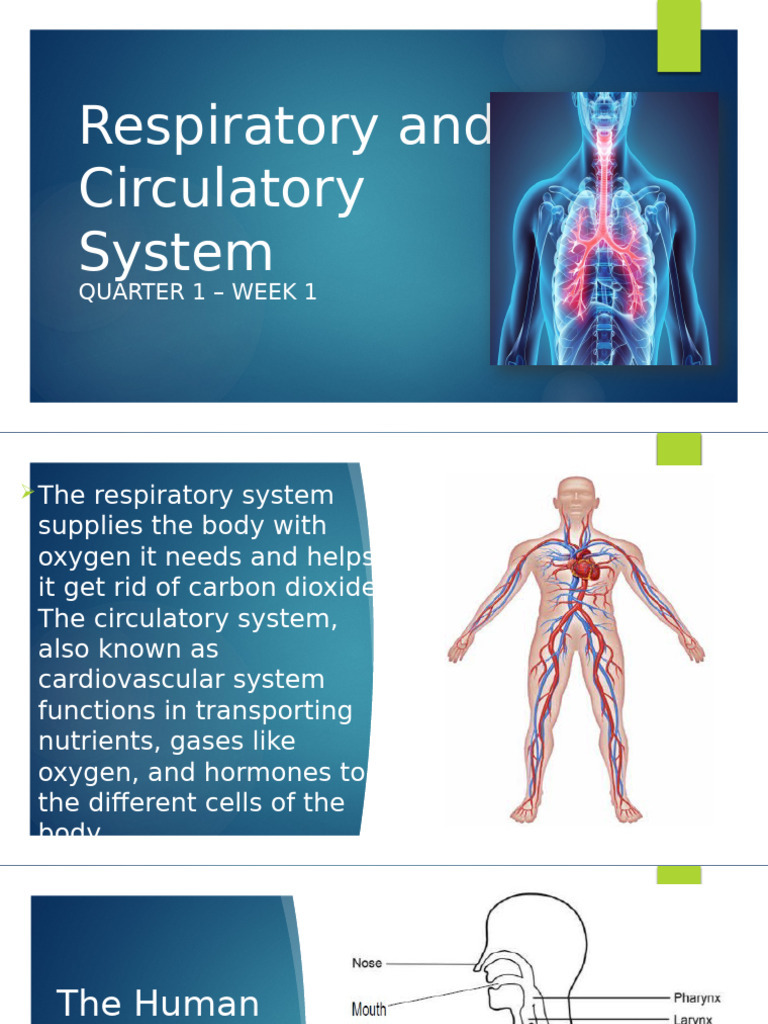 Respiratory and Circulatory Systems Overview | PDF | Circulatory System ...