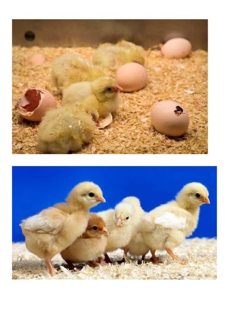 Ayam 2 | PDF