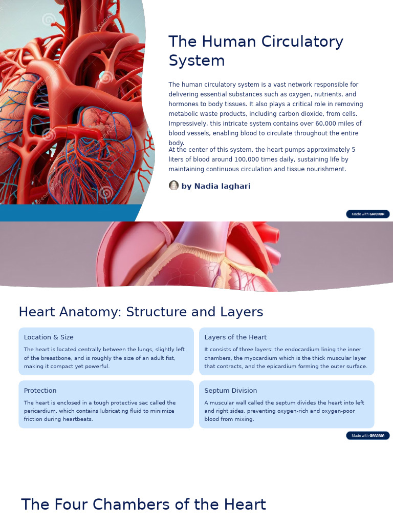 The Human Circulatory System | PDF | Heart Valve | Heart