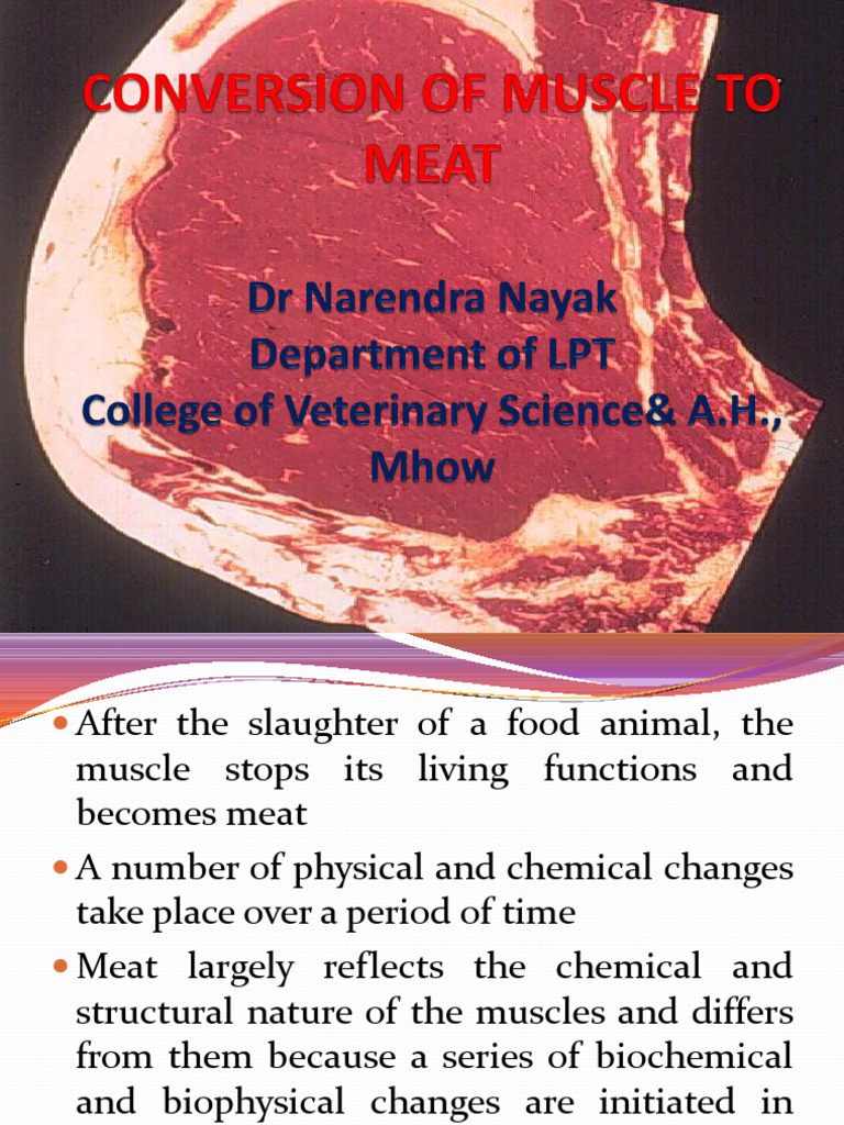 Conversion of Muscle To Meat | PDF | Skeletal Muscle | Meat
