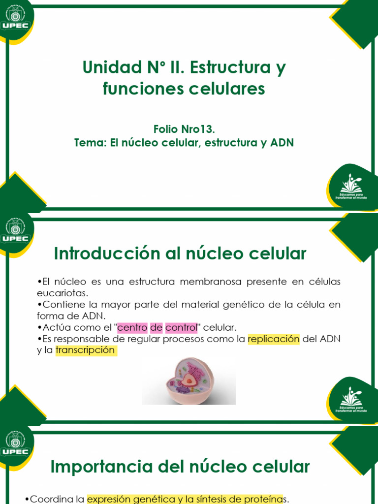 Nucleo Celular | PDF | Nucleo celular | Adn