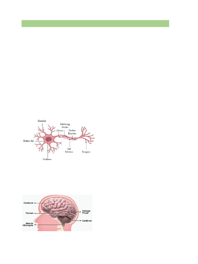 Poster Tentang Penyakit Pada Sistem Reproduksi Manusia | PDF