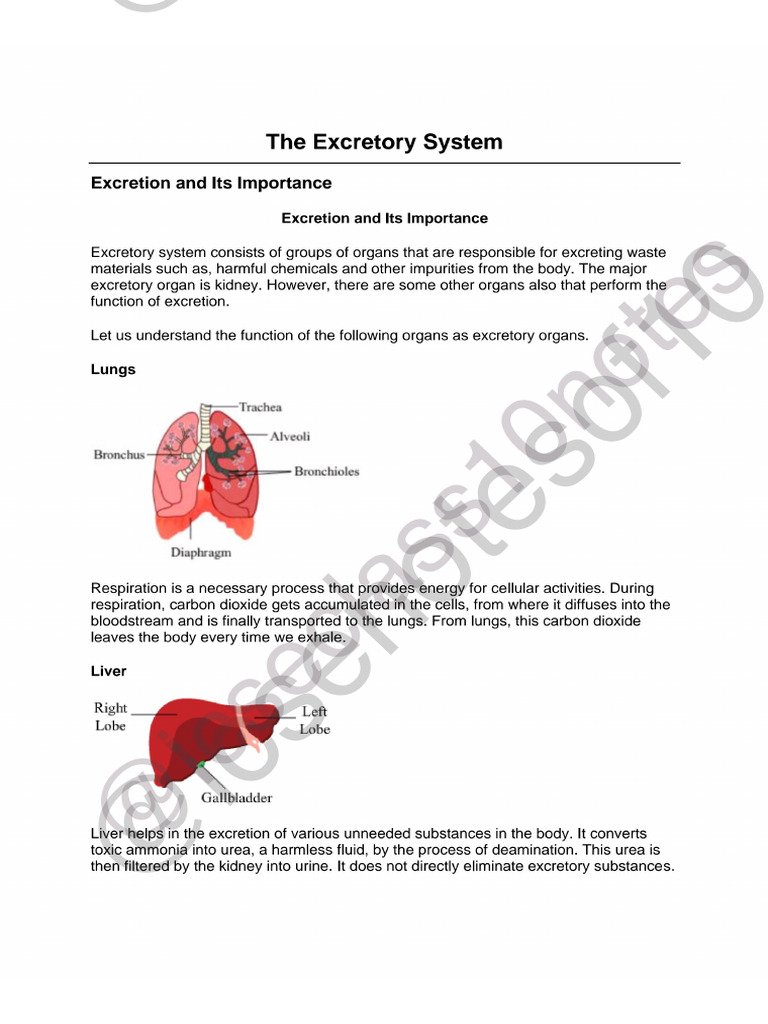 BIOLOGY Notes - The Excretory System | PDF
