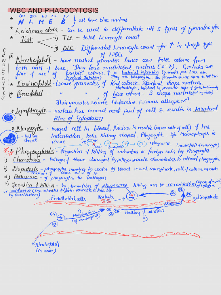 Physiology Notes | PDF