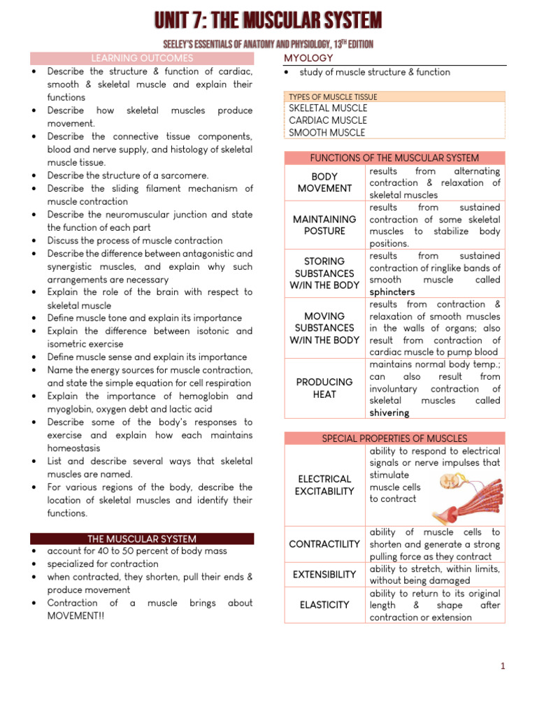 Unit 6 - Muscular System-1 | PDF | Human Leg | Muscle Contraction