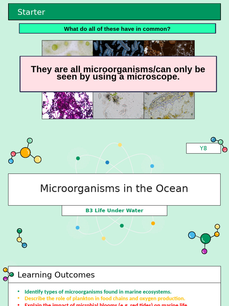 Role of Plankton in Marine Ecosystems | PDF | Phytoplankton | Plankton