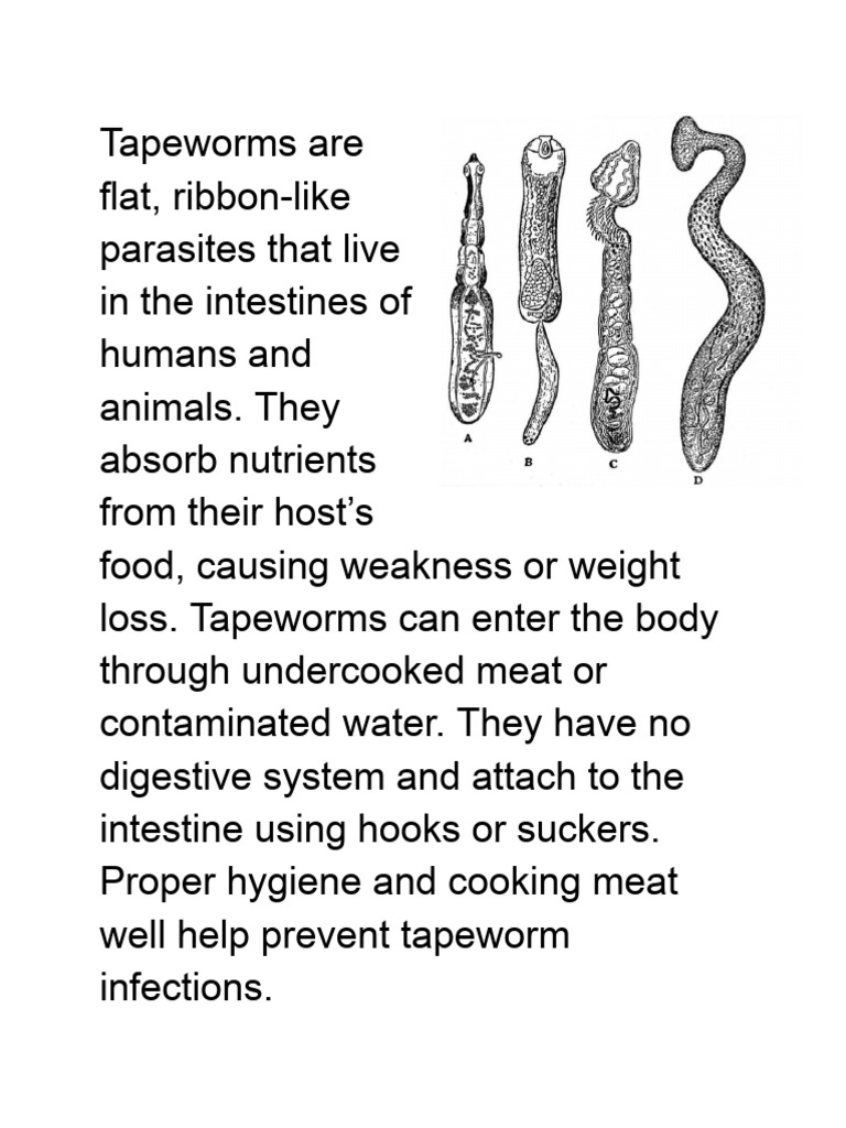 Tapeworms | PDF
