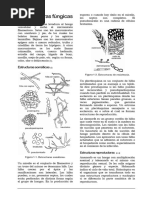Morfología y Estructura de Hongos | PDF | Citoplasma | Hongo