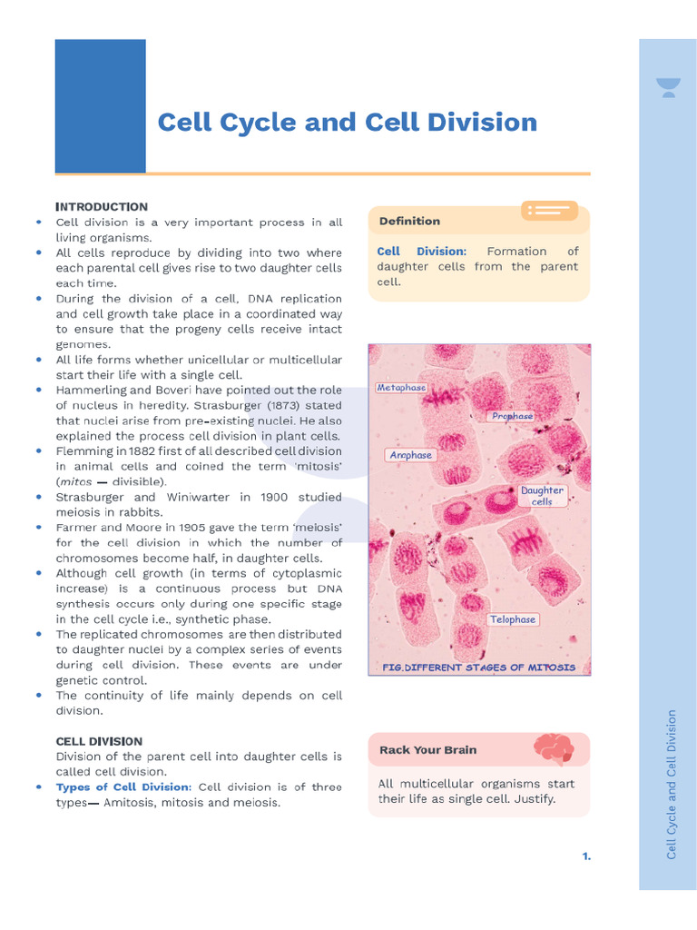 Cell Division | PDF