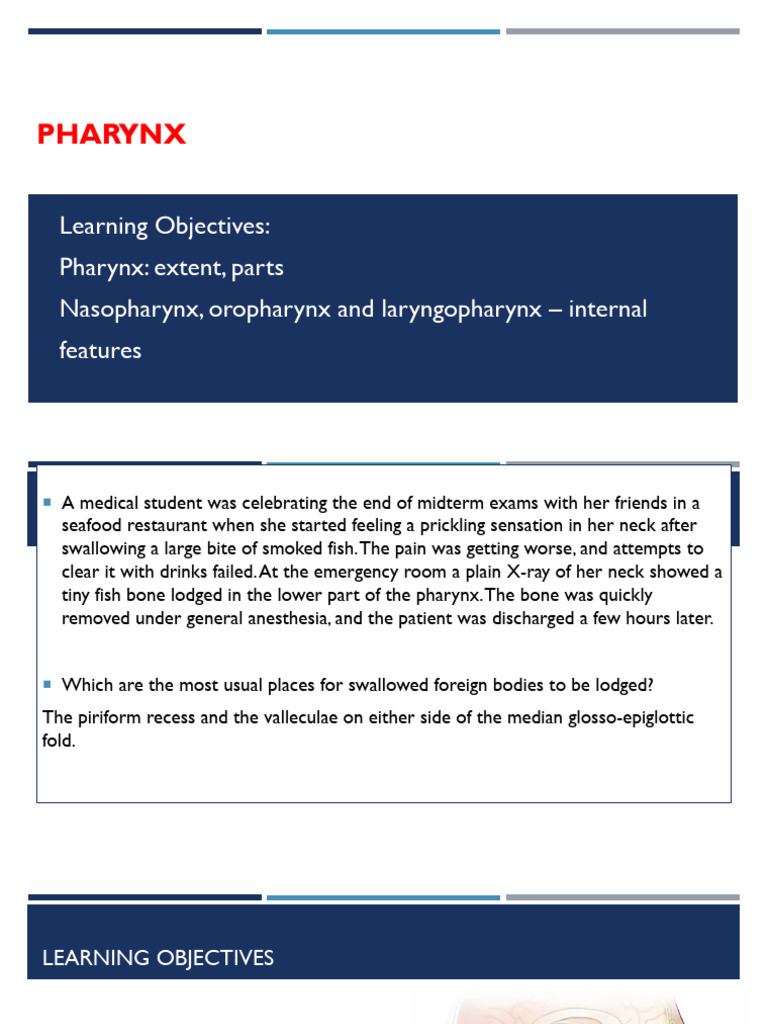 Pharynx Anatomy Oropharynx Laryn Geo Pharynx | PDF | Larynx | Human Anatomy