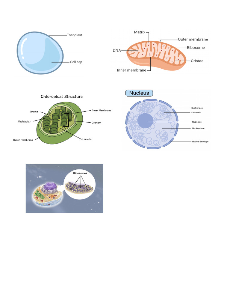 Cells Diagrams | PDF