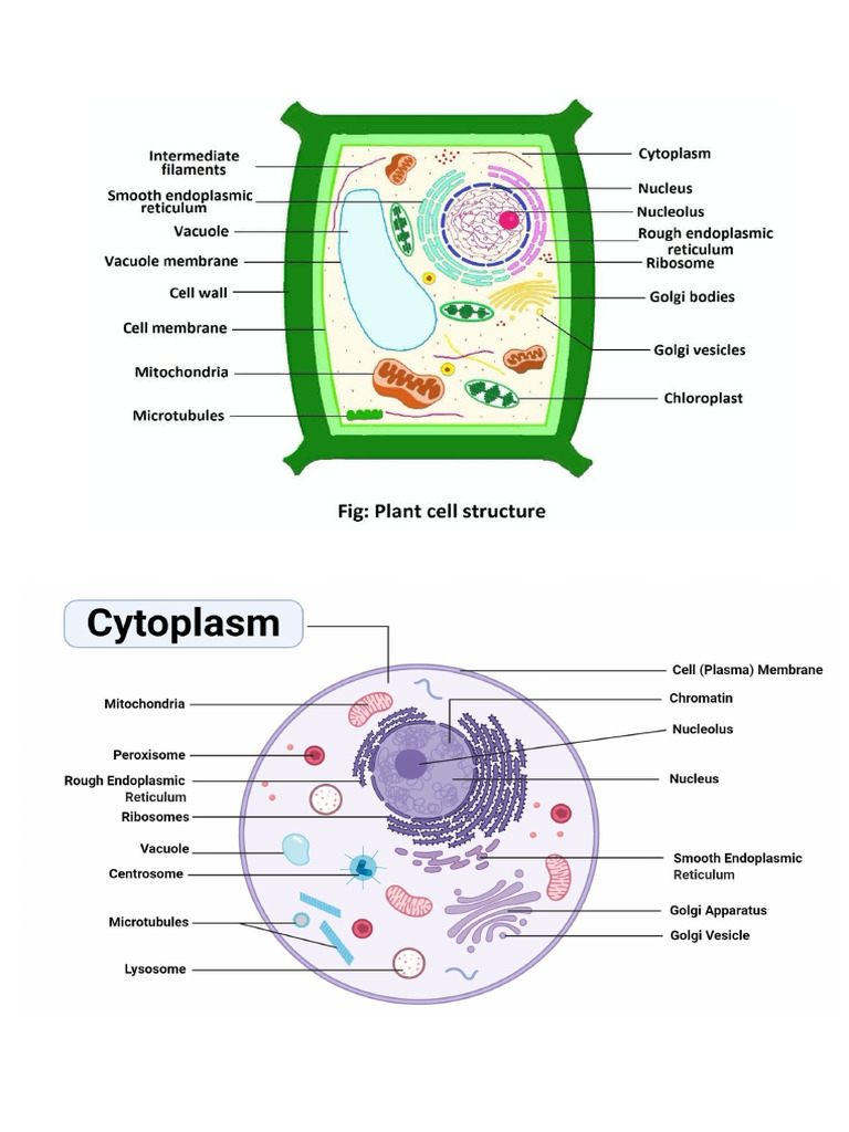 Cells Diagrams | PDF