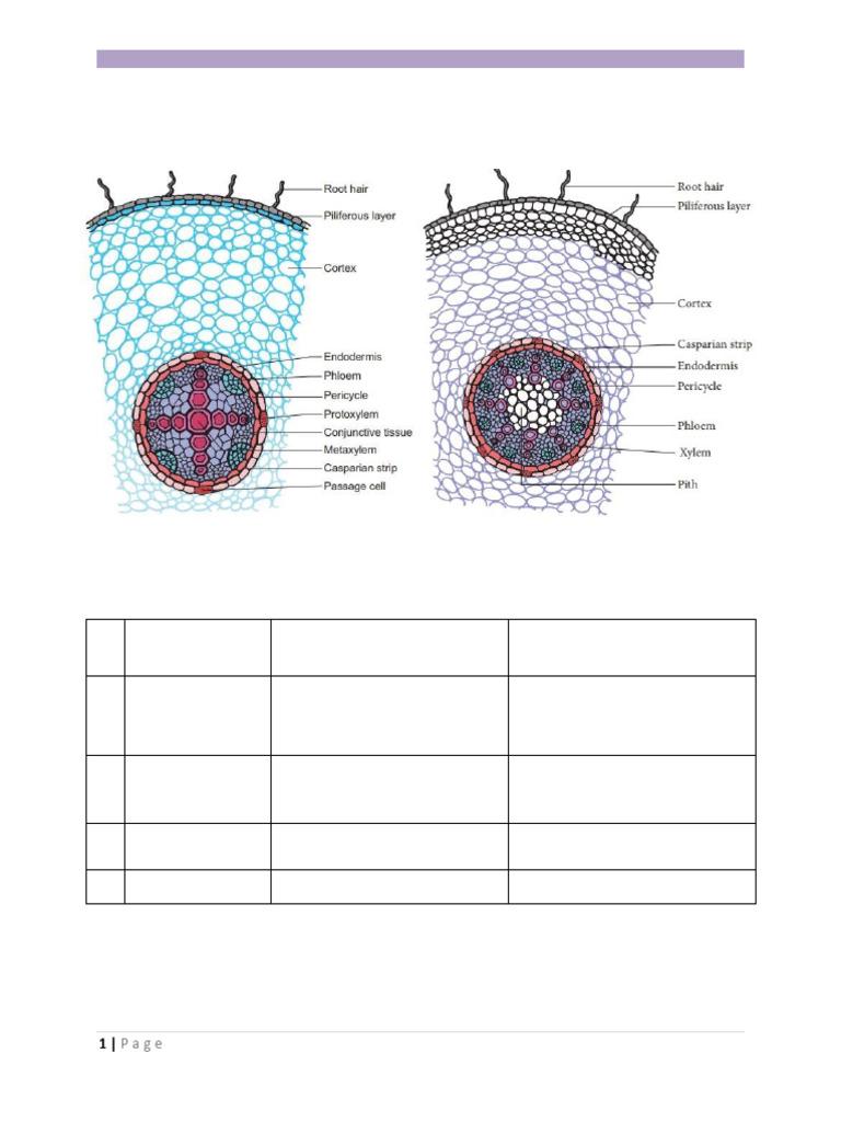 Unit II, Session 8 - Anatomical Differences Between Dicot and Monocot Roots | PDF