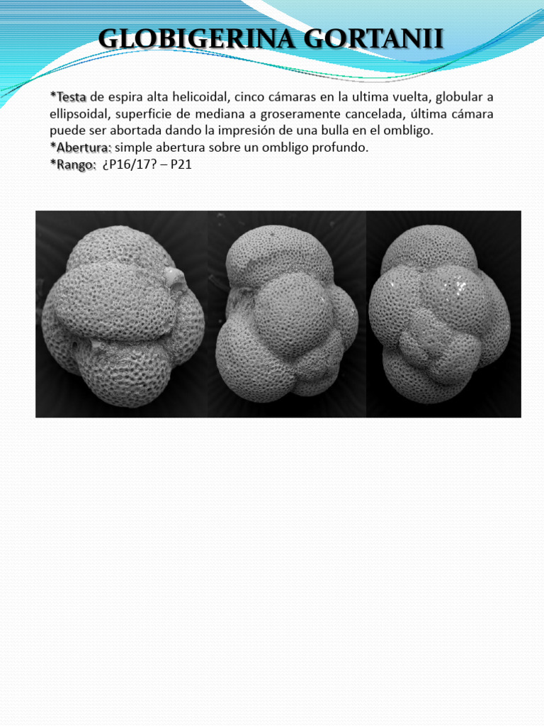 Características de Globigerina Gortanii | PDF