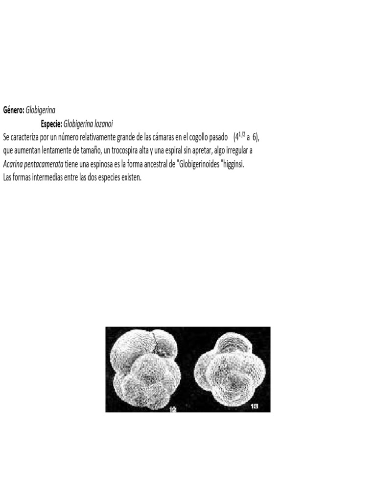 Características de Globigerina lozanoi | PDF