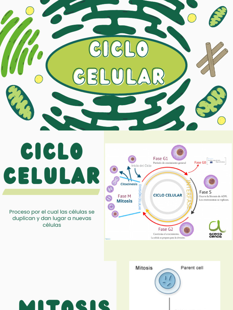 Ciclo Celular y Meiosis: Proceso y Fases | PDF | Mitosis | Mitosis