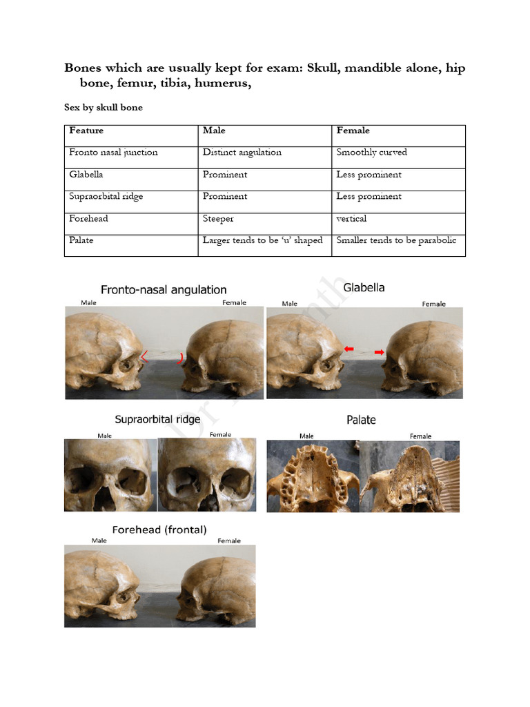 Skeletal Examination - Notes, Format and Example 2 | PDF | Pelvis ...