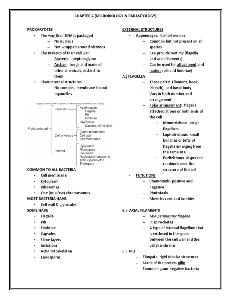 Micropara: Chapter 4 Notes | PDF | Bacteria | Cell (Biology)