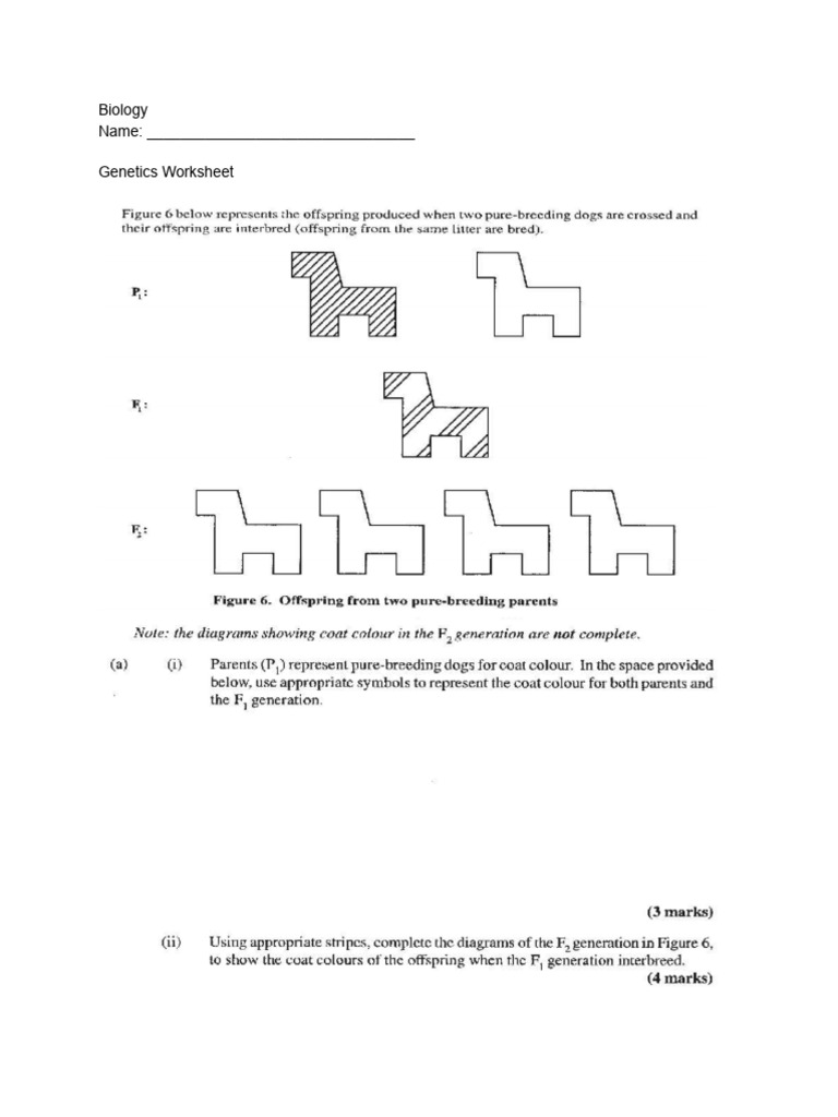 Genetics Worksheet | PDF
