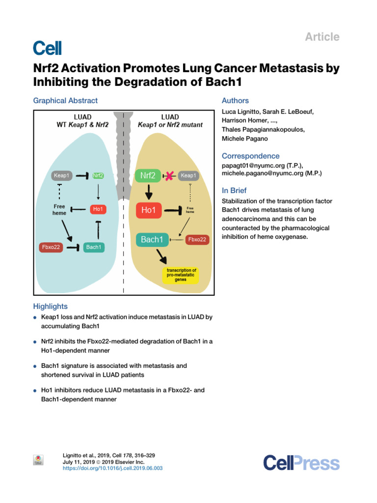 Nrf2 Activation Promotes Lung Cancer Metastasis ByInhibiting The ...