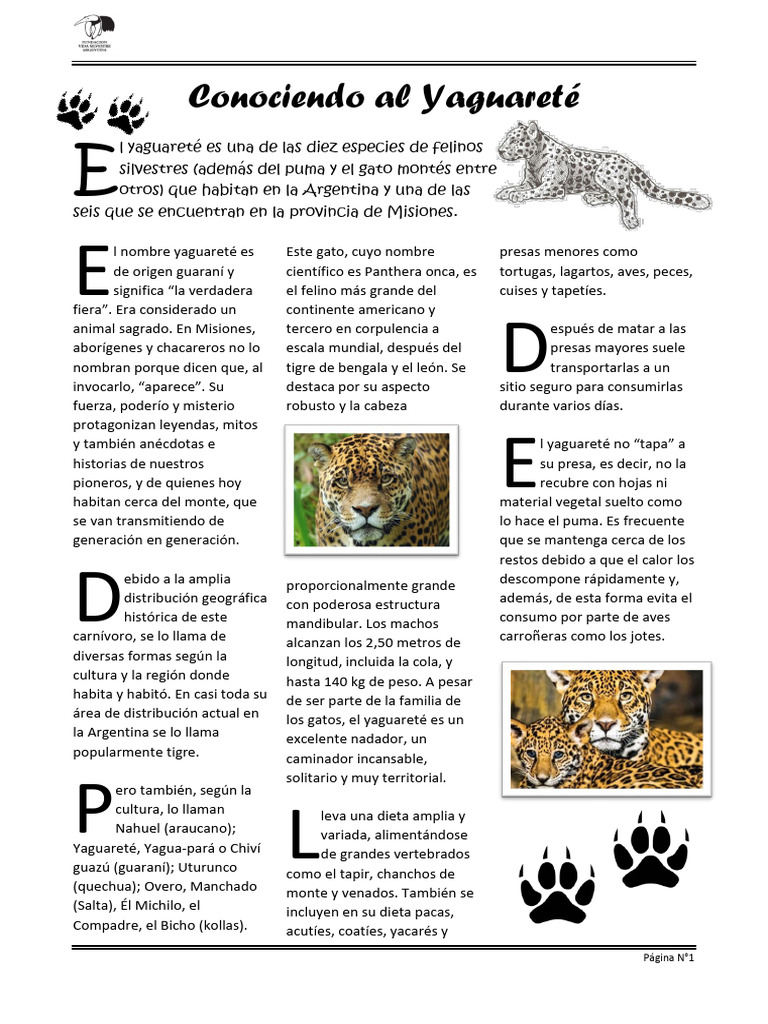 TP7- CONOCIENDO EL YAGUARETÉ | PDF | Jaguar | Puma