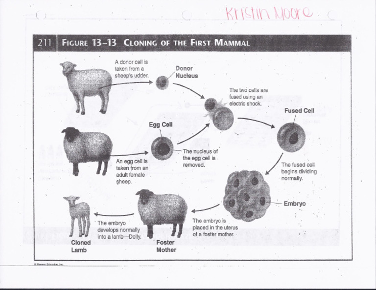 Cloning Sheep Diagram | PDF
