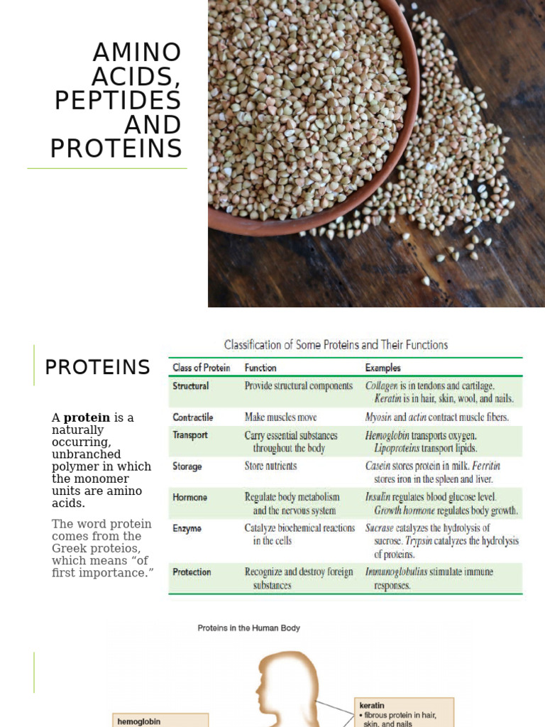 Amino Acids Peptides and Proteins | PDF | Amino Acid | Proteins