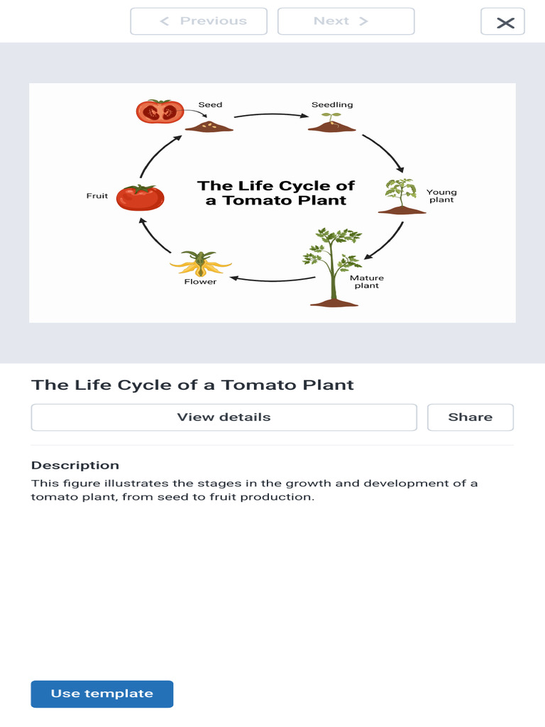 Life Cycle Stages of Tomato Plant | PDF