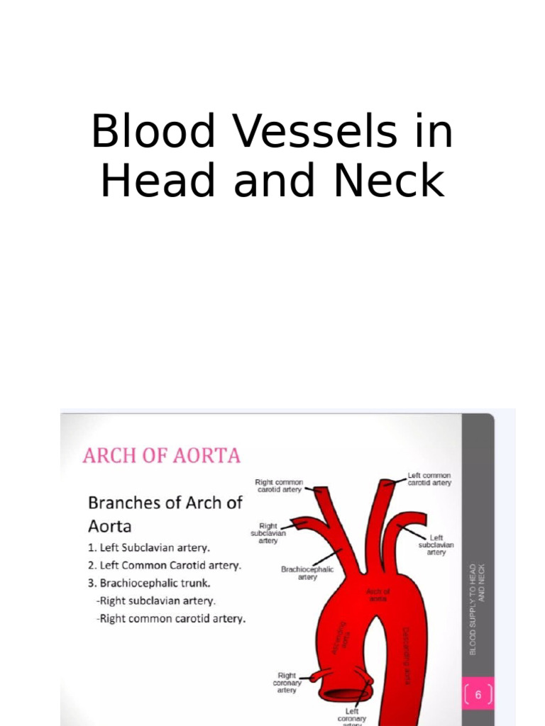 Blood Vessels of Head and Neck | PDF