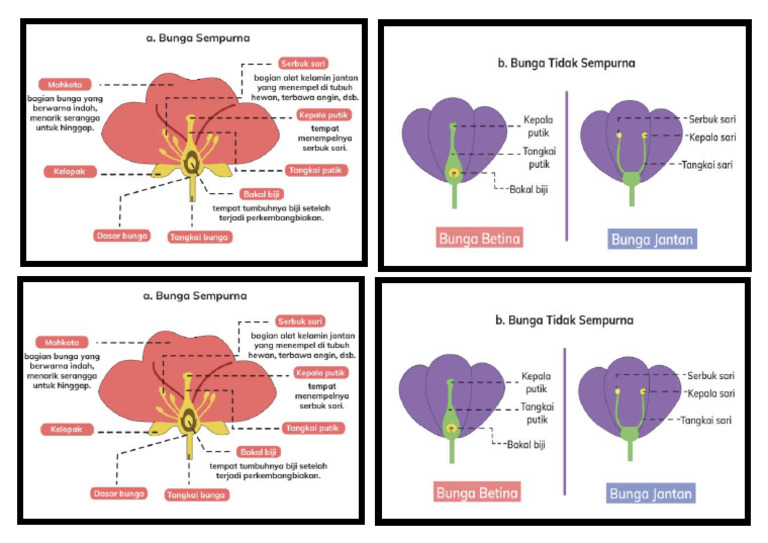Gambar Bunga Sempurna | PDF